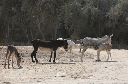 Donkeys Seen Farm Beit Hanoun Northern Editorial Stock Photo - Stock ...