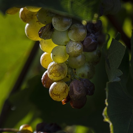 Cluster White Grapes Showing Signs Noble Editorial Stock Photo - Stock ...