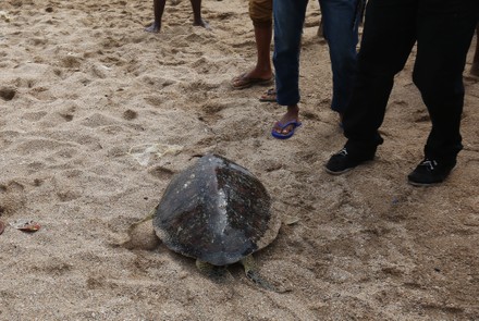 Sea Turtle Caught Fishing Net Will Editorial Stock Photo - Stock Image ...