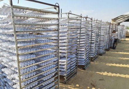 Palestinian Workers Reuse Papers Produce Egg Editorial Stock Photo ...