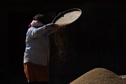 Woman Winnow Chaff Unhusked Rice After Editorial Stock Photo - Stock ...
