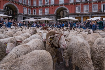 Transhumant Herd Goats Sheep Plaza Mayor Editorial Stock Photo - Stock ...