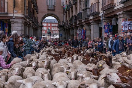 Transhumant Herd Goats Sheep Plaza Mayor Editorial Stock Photo - Stock ...