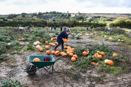 51 Gower farm Stock Pictures, Editorial Images and Stock Photos ...