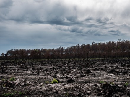 Near Hostens3 Months After Fire Landiraswhich Editorial Stock Photo ...