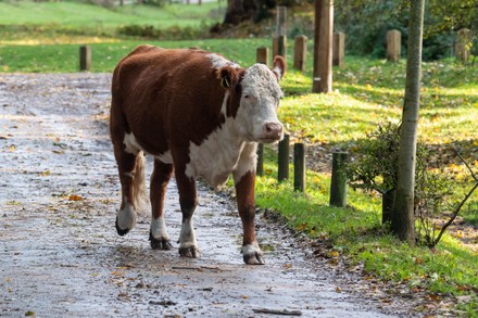 Cow Wanders Along Country Road On Editorial Stock Photo - Stock Image ...