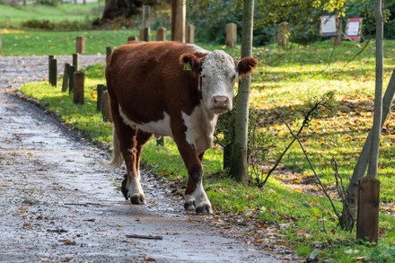 Cow Wanders Along Country Road On Editorial Stock Photo - Stock Image ...