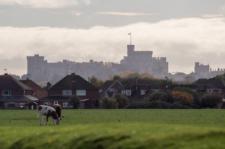 Cattle Out Grazing On Dorney Common Editorial Stock Photo - Stock Image ...