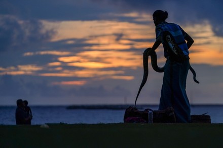 2,000 Python snake Stock Pictures, Editorial Images and Stock Photos ...