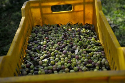 Beginning Olive Season City Elbattan One Editorial Stock Photo - Stock ...