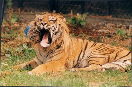 39 Tiger roars Stock Pictures, Editorial Images and Stock Photos ...