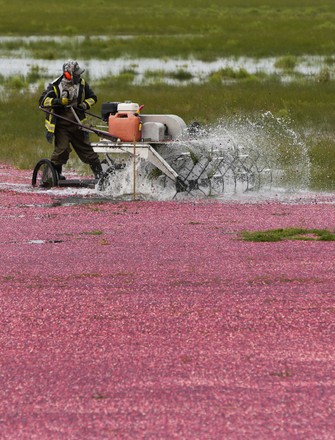Worker Harvests Cranberries Specialized Machine Cranberry Editorial ...