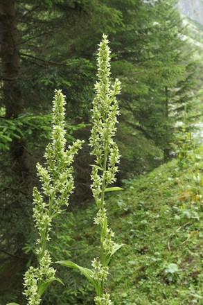 White False Helleborne Veratrum Album Tyrol Editorial Stock Photo ...