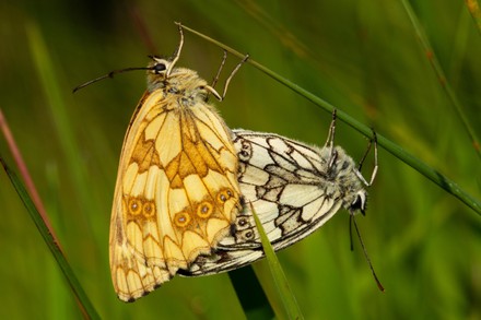 Marbled White Two Moths Mating Hanging Editorial Stock Photo - Stock ...