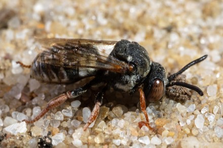 Epeolus Sitting On Sandy Ground Seen Editorial Stock Photo - Stock ...