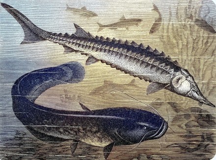 3 Common sturgeon Stock Pictures, Editorial Images and Stock Photos ...