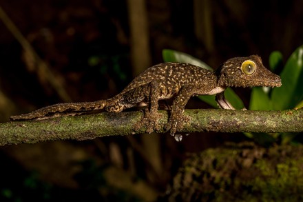 250 Namib sand gecko Stock Pictures, Editorial Images and Stock Photos ...