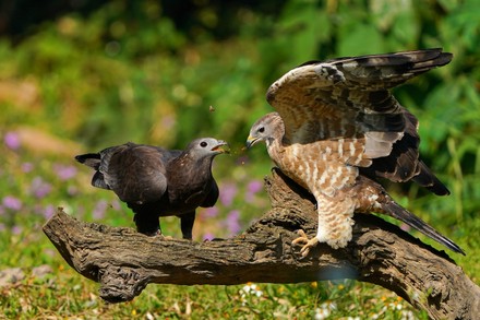 Honey Buzzards Swarmed By Bees They Editorial Stock Photo - Stock Image ...