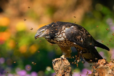 Honey Buzzards Swarmed By Bees They Editorial Stock Photo - Stock Image ...