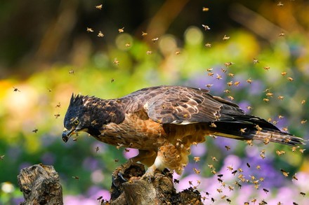 Honey Buzzards Swarmed By Bees They Editorial Stock Photo - Stock Image ...