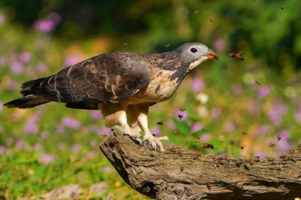 Honey Buzzards Swarmed By Bees They Editorial Stock Photo - Stock Image ...