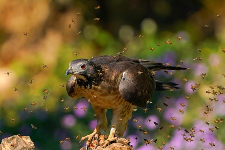 Honey Buzzards Swarmed By Bees They Editorial Stock Photo - Stock Image ...