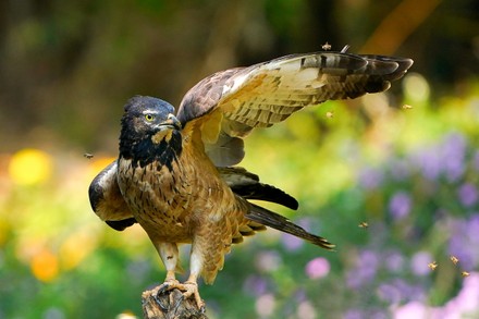 Honey Buzzards Swarmed By Bees They Editorial Stock Photo - Stock Image ...