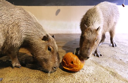 Capybara Eats Jackolantern Shaped Apple Press Editorial Stock Photo ...