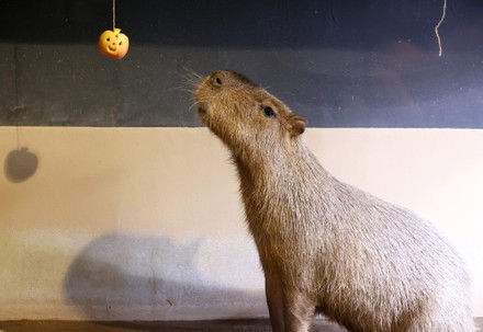 Capybara Eats Jackolantern Shaped Apple Press Editorial Stock Photo ...