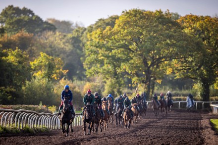 View Horses Work On Gallops Launch Editorial Stock Photo - Stock Image ...
