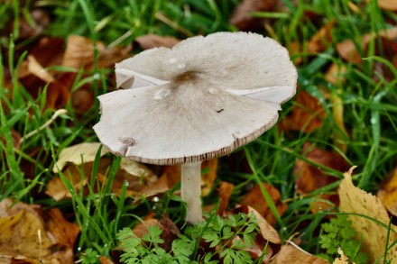 Field Blewit Mushrooms Grow Damp Ground Editorial Stock Photo - Stock ...