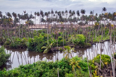 Landscape Shows Tropical Coastal Peat Swamp Editorial Stock Photo ...