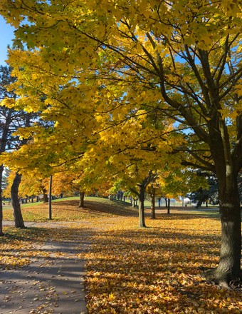 Colourful Trees During Autumn Season Toronto Editorial Stock Photo ...
