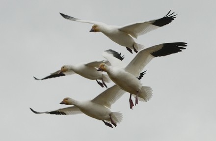 Snow Geese Fly Over Garry Point Editorial Stock Photo - Stock Image ...