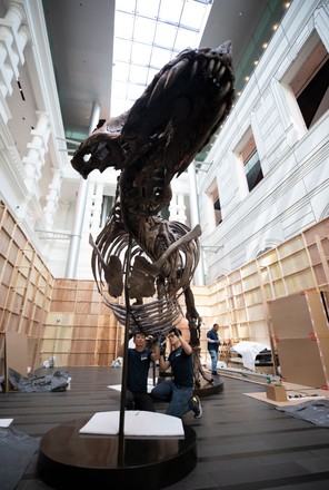 Installation Crew Members Put Together Skeleton Editorial Stock Photo ...
