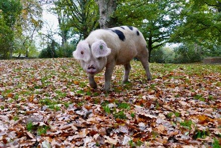 Pannage Pigs Eating Fruits Forest On Editorial Stock Photo - Stock ...