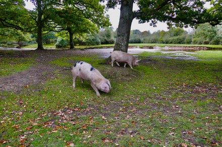 Pannage Pigs Eating Fruits Forest On Editorial Stock Photo - Stock ...