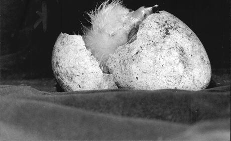 Golden Eagle Chick Eaglet Hatching Egg Editorial Stock Photo - Stock ...