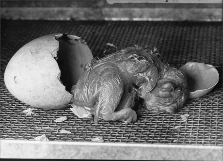 Eaglet Hatched Graham Dangerfields Aviary Fights Editorial Stock Photo ...