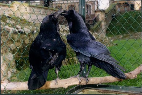 Hugine Jackie Tower London Ravens Who Editorial Stock Photo - Stock ...