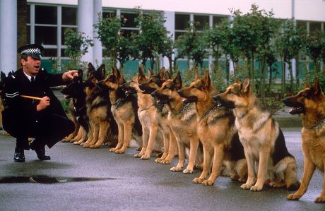 Police Dogs Hi Res Editorial Stock Photo - Stock Image | Shutterstock