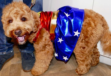 Dog Owners Brought Their Pets Fancy Editorial Stock Photo - Stock Image ...