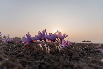 View Blooming Saffron Field On Sunny Editorial Stock Photo - Stock ...