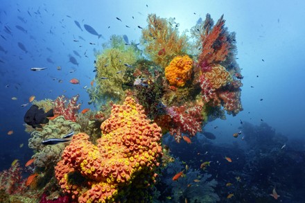 Multicoloured Coral Block Rising On Coral Editorial Stock Photo - Stock ...