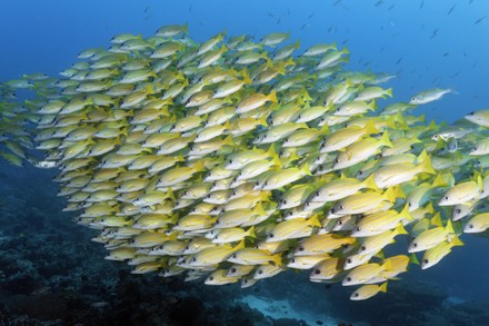 2,000 School fish Stock Pictures, Editorial Images and Stock Photos ...