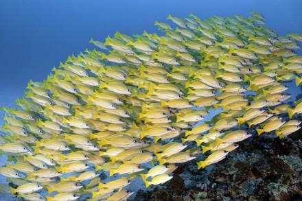 2,000 School fish Stock Pictures, Editorial Images and Stock Photos ...