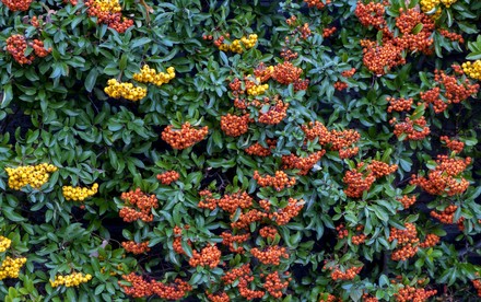 Hedge Firethorn Pyracantha Muensterland North Rhinewestphalia Editorial ...