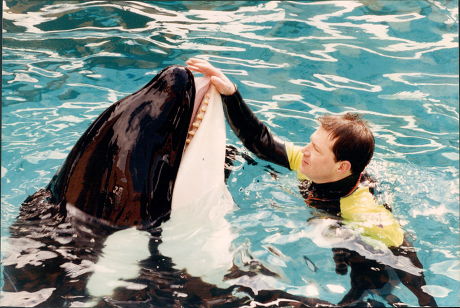 Winnie Killer Whale Windsor Safari Park Editorial Stock Photo - Stock ...