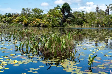 Tropical Peat Swamp Forest Ghana Editorial Stock Photo - Stock Image ...