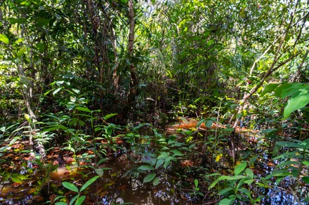 Tropical Peat Swamp Forest Ghana Editorial Stock Photo - Stock Image ...